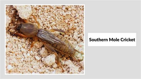 15 Type Of Mole Crickets Identification With Pictures