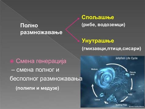 систем органа за размножавање