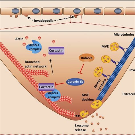 Cortactin Rab27a And Coronin 1b Regulate Branched Actin Network Mve