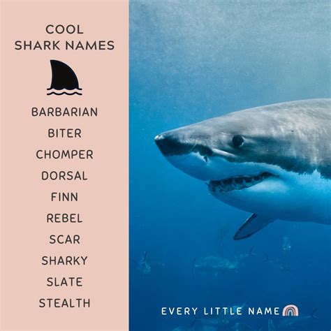 320 Best Shark Names Cool Funny And Adorable Every Little Name