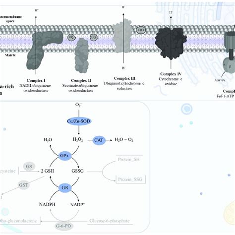 Conditions And Flow Setup For Cat Activity Assay Download Scientific