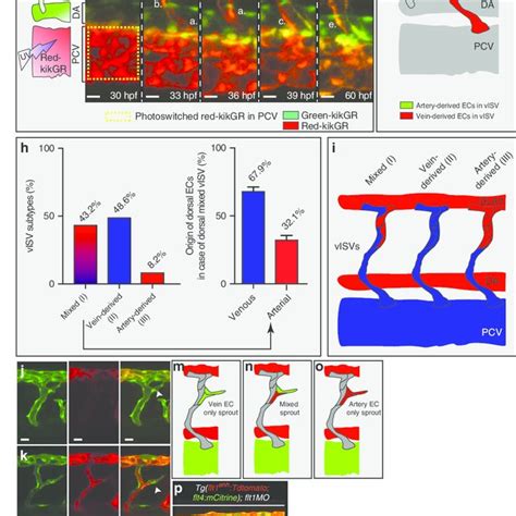Schematic Representation Of Neurovascular Communication Involving