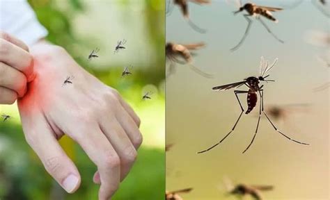 ¿a Qué Altura Pueden Volar Los Mosquitos Que Transmiten Dengue El