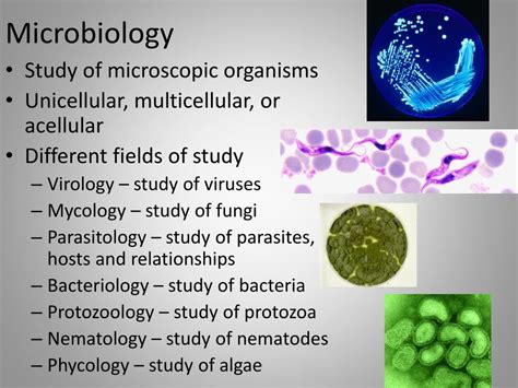 PPT Microbiology PowerPoint Presentation Free Download ID 2375394