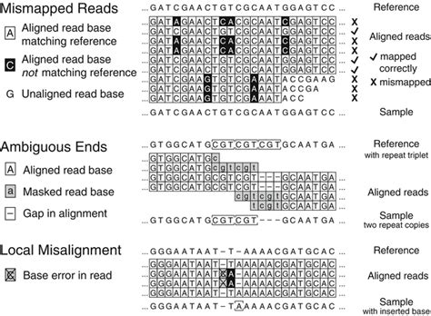 Identification Of Mutations In Laboratory Evolved Microbes From Next Generation Sequencing Data