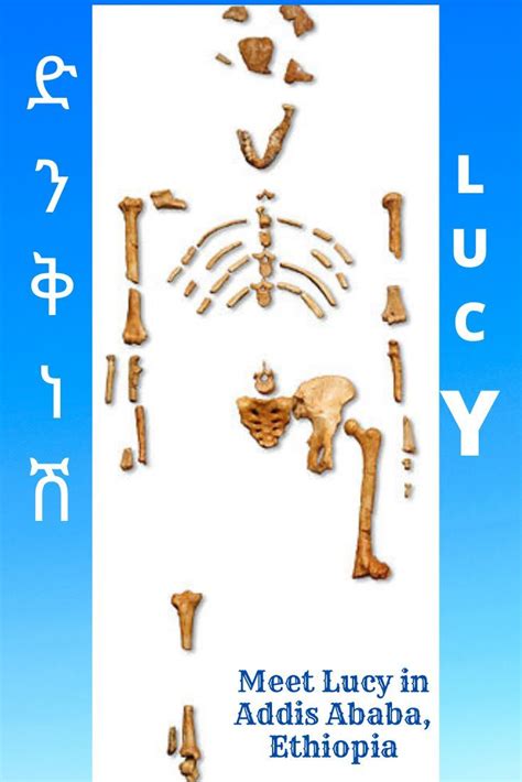 Fossils Of Lucy In Addis Ababa Ethiopia Addis Ababa Ethiopia Local