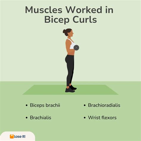 Perfect Bicep Curl Form Step By Step Guide