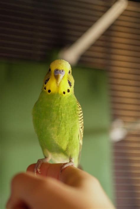 What Do You Peeps Think How Old He Is Rbudgies
