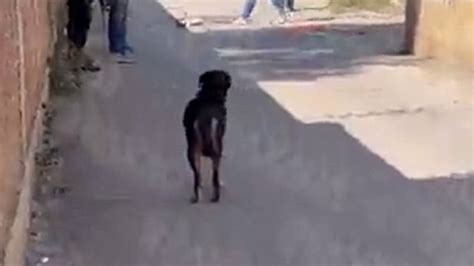 Perro Con Brazo Humano En El Hocico Oaxaca