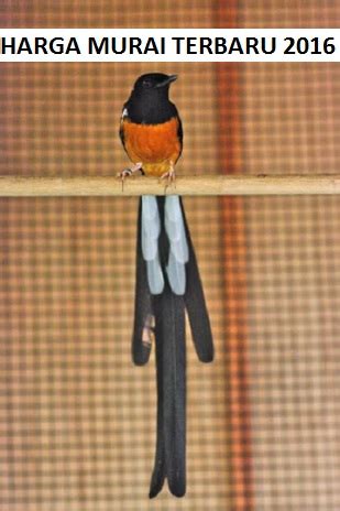 Harga Burung Murai Batu Terbaru Oktober November 2016 Gantangan