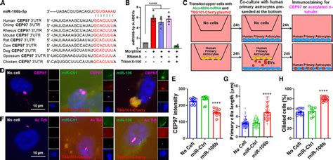 Upregulated Mir 106b 5p In Morphine Adevs Induces Primary Ciliogenesis