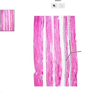 Chp 5 Histology Muscle Tissues PAL Lab Flashcards Quizlet