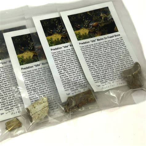 Bone W Predation Bite Marks Fossil