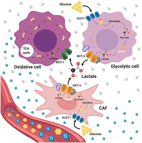 Frontiers Lactate In The Regulation Of Tumor Microenvironment And