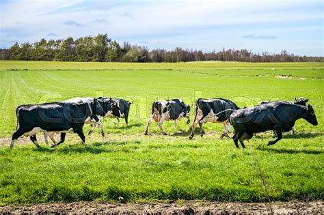 Cattle On Grass For The First Time In Stock Image Colourbox