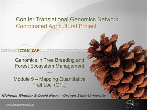 Ppt Genomics In Tree Breeding And Forest Ecosystem Management
