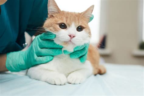 5 Proven Tips To Improve Your Cats Health