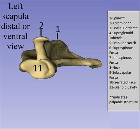Scapula Infraspinous Fossa