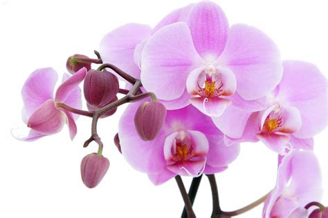 🔥 50 Orchid Wallpapers For Computer Wallpapersafari