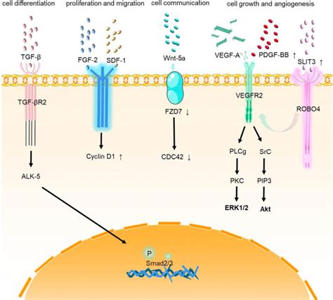 Biology And Function Of Pericytes In The Vascular Microcirculation Pmc
