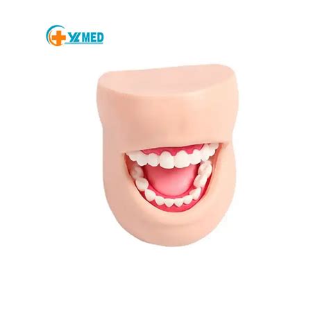 Dental Care Models Dental Clinical Teaching Oral Models Plastic Dental Models With Cheek Muscles