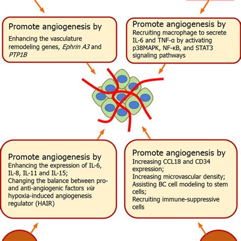 Modulation Of Angiogenesis By Innate Immune Cells And Other