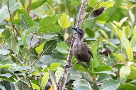 Helmeted Friarbird Or Philemon Buceroides Observed In Waigeo West