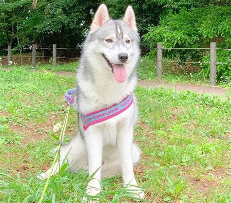 Siberian Husky Growth And Weight Chart Male And Female The Complete