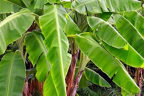 ‘musa Basjoo Banana Tree Plant Voucher Wowcher