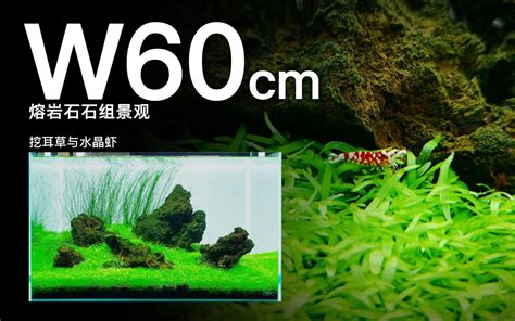 挖耳草与水晶虾的美丽邂逅ADA中国 60 45宽缸 石组造景Iwagumi ADA自然水景世界 ADA自然水景世界 哔哩哔哩视频
