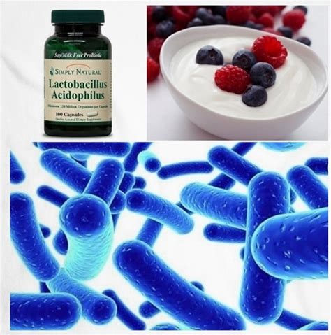 Lactobacillus Acidophilus Beneficios Usos Efectos Secundarios Y Más