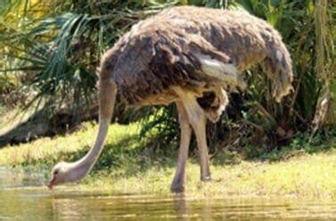 Ostrich