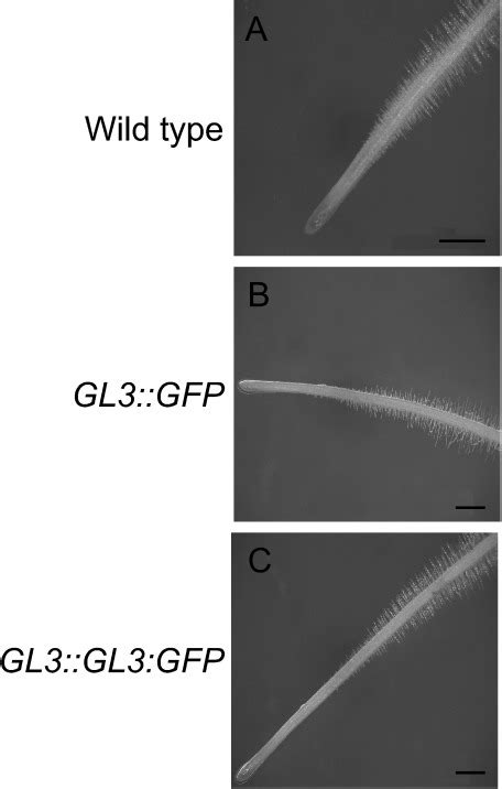 Expression And Protein Localization Analyses Of Arabidopsis Glabra3