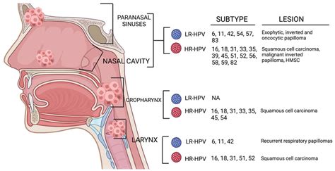 Schematic Figure Of The Different Hpv Subtypes And The Mucosal