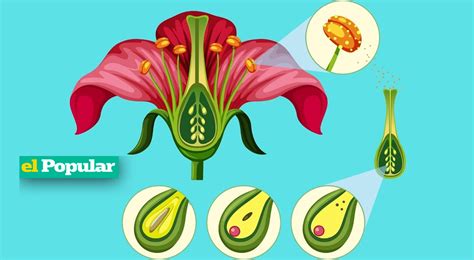 Reproducción Sexual En Las Plantas ¿cuáles Son Los órganos Sexuales