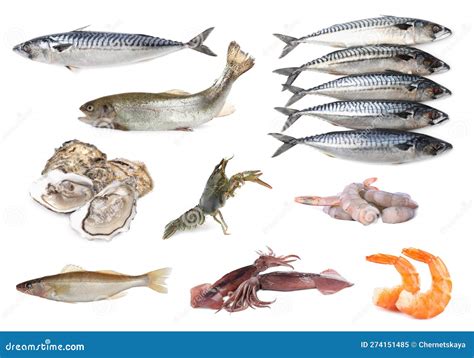 Collage With Different Seafood On White Background Stock Image Image