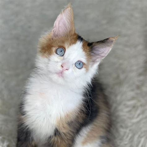 162 Mystical Beauty Polydactyl 6644 R Maine Coon Female Kitten