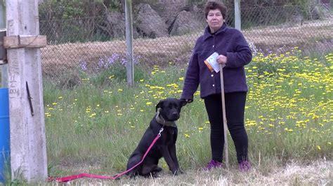 Importante operativo de tenencia responsable de mascotas se realizó en