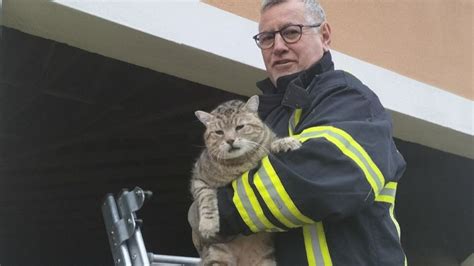 Un Chat Se Retrouve Coincé Dans Un Espace Incroyablement étroit Et