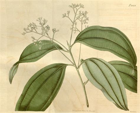 Hortus Camdenensis | Cinnamomum zeylanicum Blume