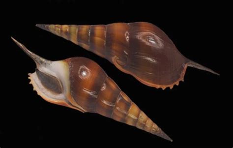 Tibia Curta Natural Sea Shell 16024 Mm Sea Shells From India