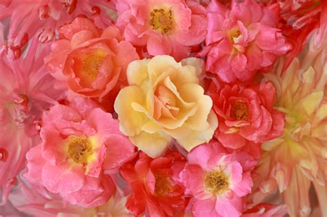 흐린 효과 여름 섬세한 노란색 오렌지 국화 Dahlia Rose 피는 꽃 축제 배경 파스텔과 부드러운 꽃다발 꽃 카드 배너 다른