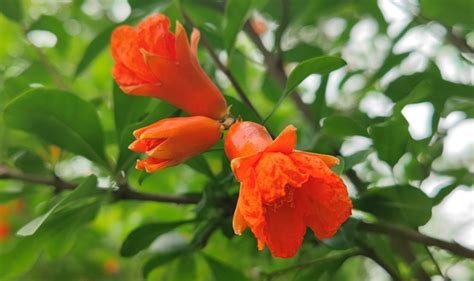 家乡美景风光秀：莲湖广场石榴花开红似火，朵朵“笑脸”迎初夏湖南民生网