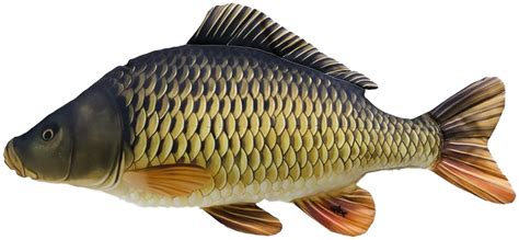 Biologie Chápeš cz Učení snadně a zábavně
