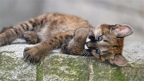 Johnny S Blog Puma Cub Lying Quite Flat By Tambako The Jaguar