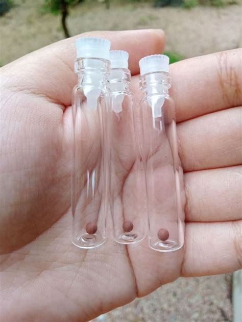 Hot Item 🔥 Geliga Tebuan Asli Lazada