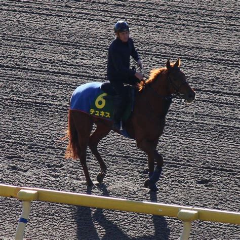 「極ウマpog捜査官」ニッカン全力2歳馬追跡 On Twitter 【パドック】今朝の テュネス（牡3、p・シールゲン）です！鞍上には