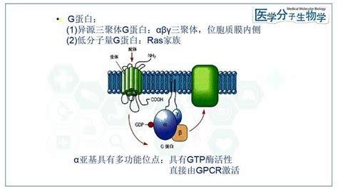 第二信使分子 腾讯视频