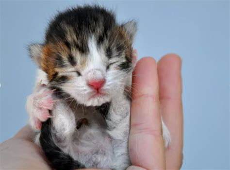 Cute Handful Look At The Face R Handfulofkitten