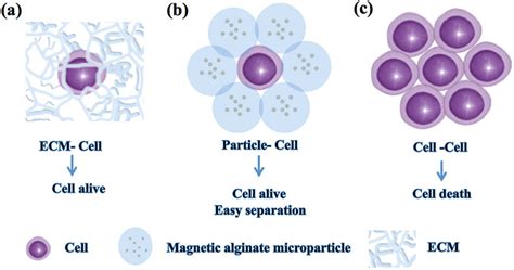 Schematic Drawings Show That A A Cell Can Survive When Surrounded By Download Scientific